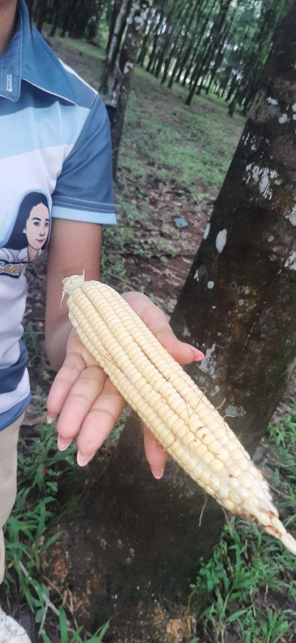 Proceso de recolección, cortado, picado y empacado del maíz para silo ...